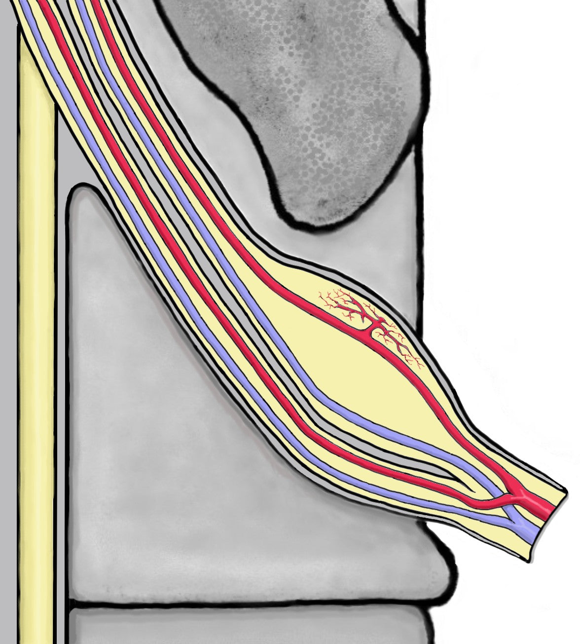Understanding Sciatica – Tom Jesson Books